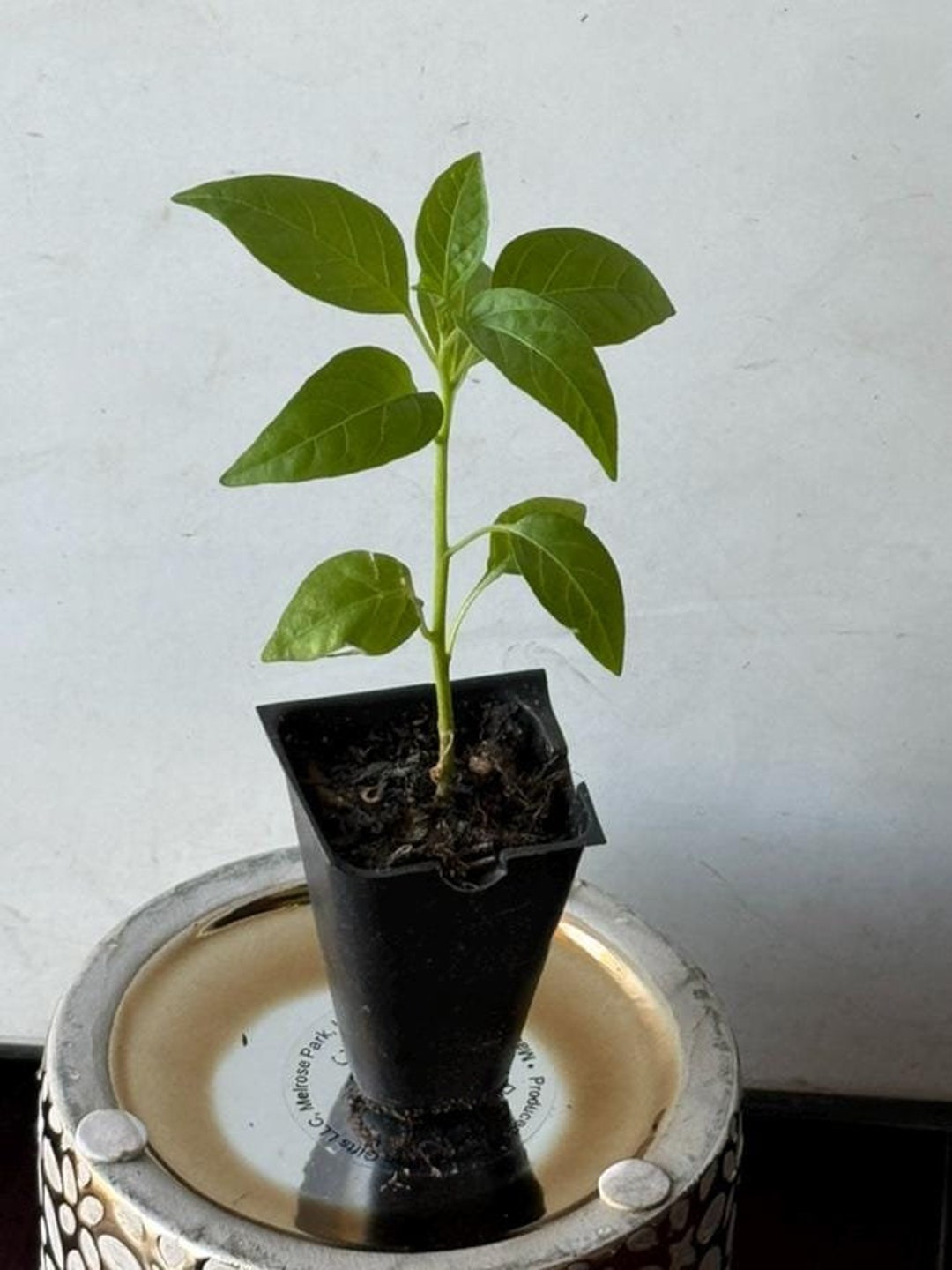 Live Filipino Bird's Eye Wild Chili Pepper Siling Labuyo Plant. SHIPS ...