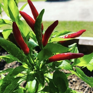 Filipino Bird's Eye Pepper Seeds Siling Labuyo Organically Grown Fast ...