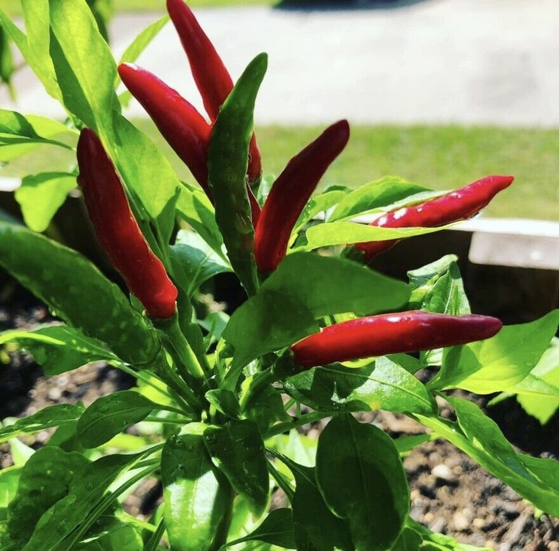 Filipino Bird's Eye Pepper Seeds Siling Labuyo Organically - Etsy