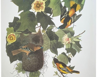 Vintage Meadowlark Birds in a Ground Nest Lithograph by John James ...