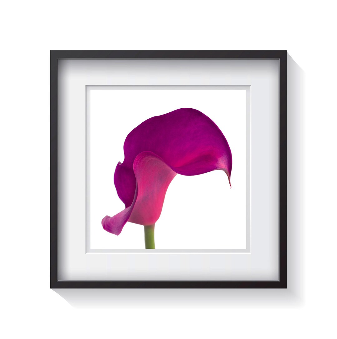 Penelope - Modern Colorful Framed Flower Art Photography - Pink Calla ...
