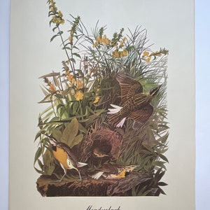 Vintage Meadowlark Birds in a Ground Nest Lithograph by John James ...