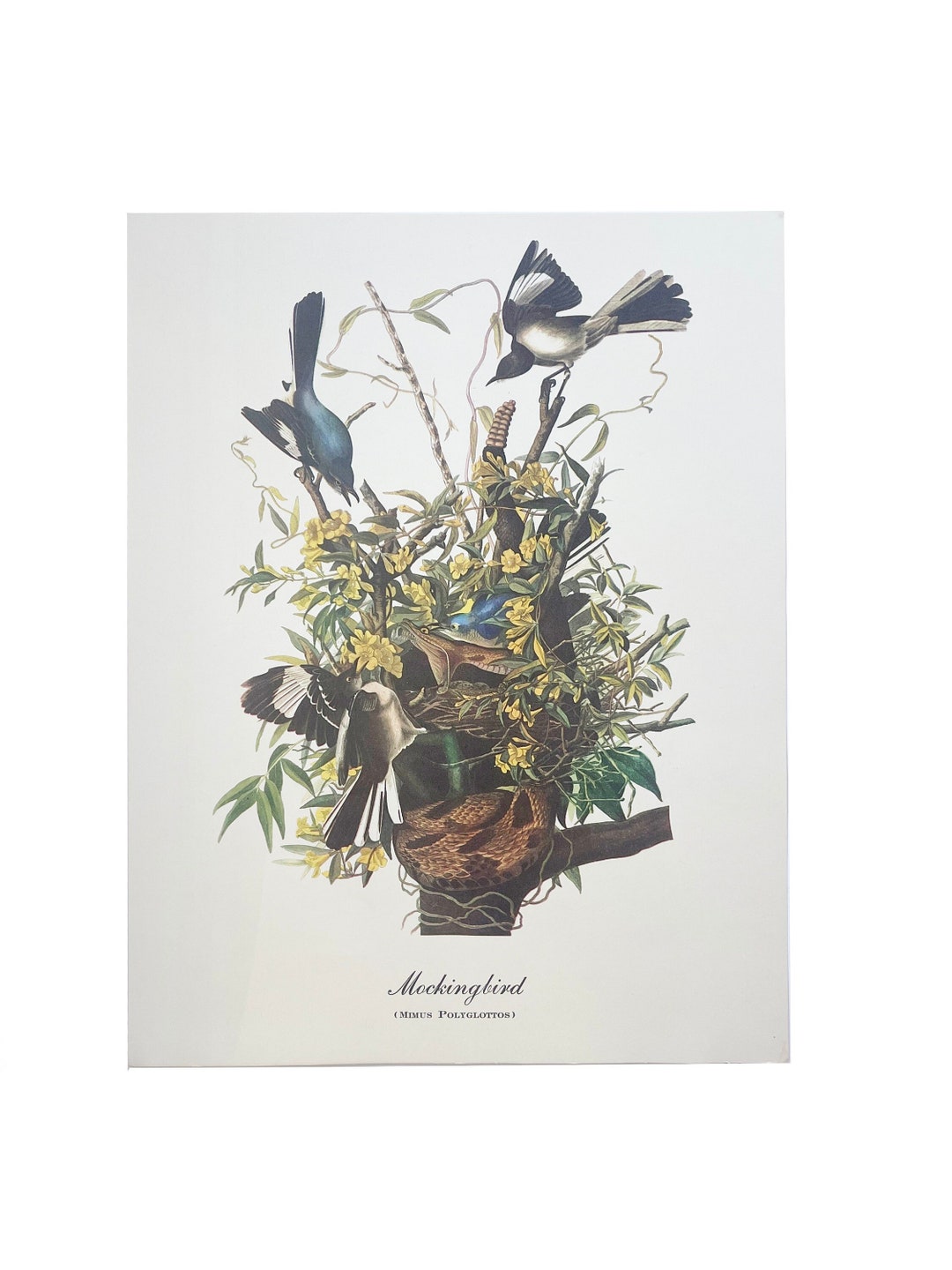 Vintage Mocking Birds in a Nest Fighting off a Snake Lithograph by John ...
