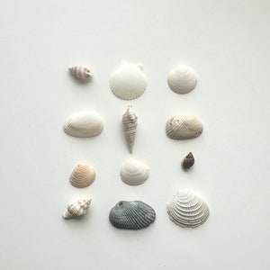 Coastal Cowboy Boot Shell Clay Jewelry Dish Decor, Ring Dish, Coastal ...