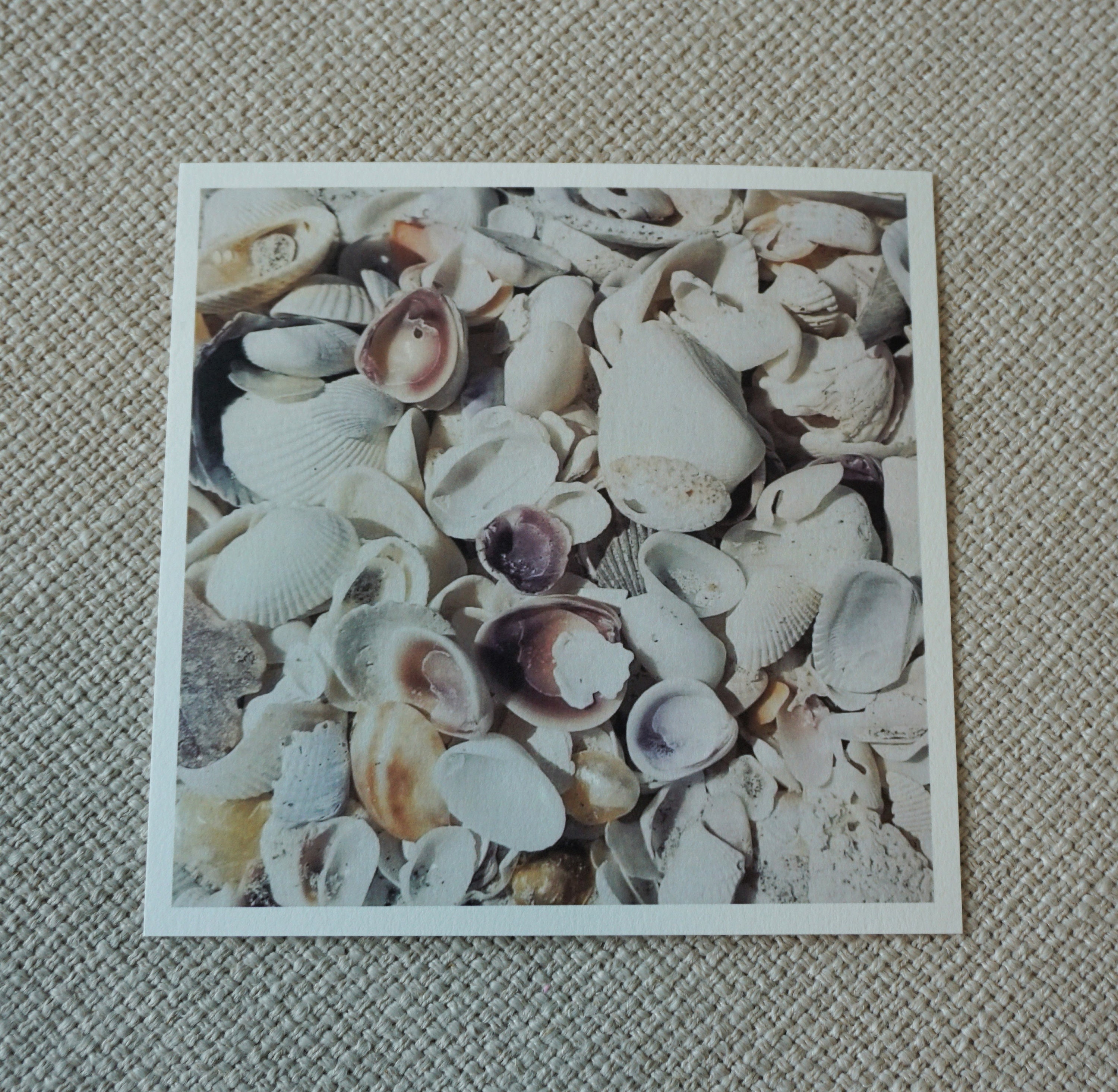 Print of Original Beach Photo-seashells on Sanibel Island Beach - Etsy