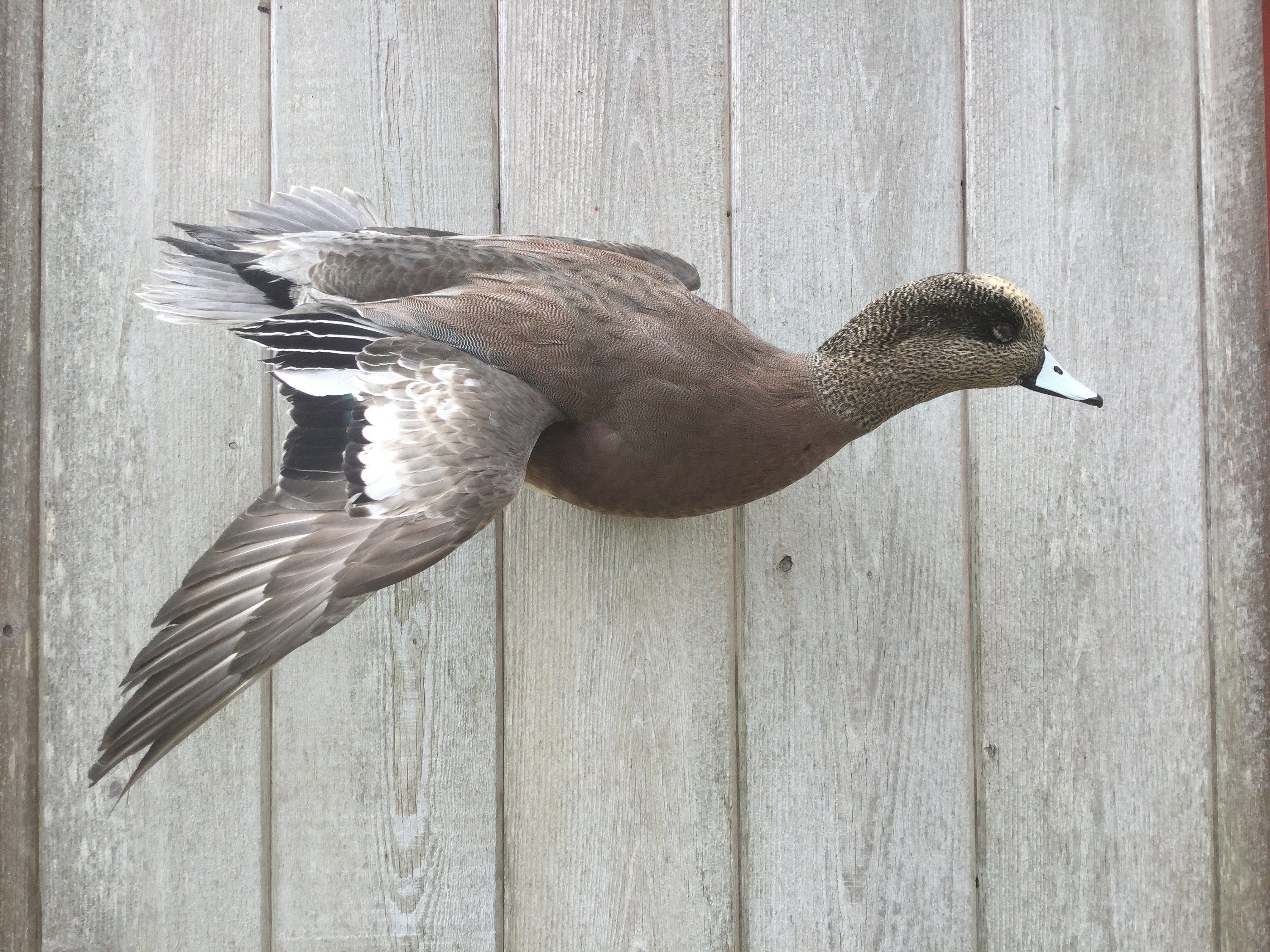 Widgeon Drake Mounts
