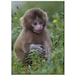 Diamond Embroidery Monkey Cute Babies Animals Diamond Painting Full ...