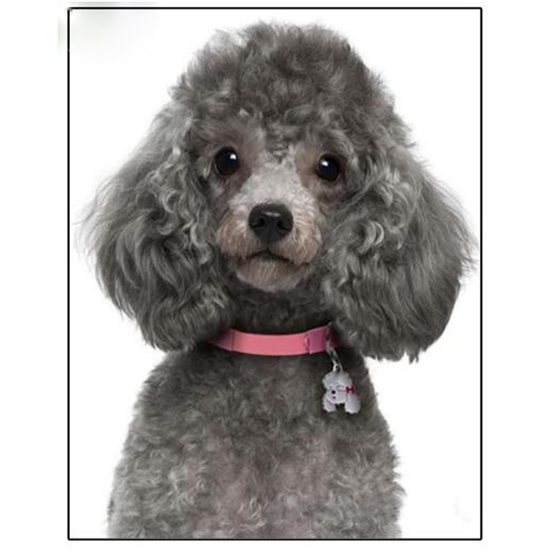 Cute Dog Pet Picture Full 'square' and 'round' Diamond Embroider Poodle Diamond Painting Cross ...