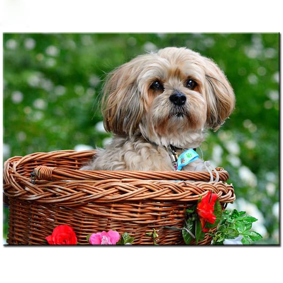 Yorkie Apso Full Grown