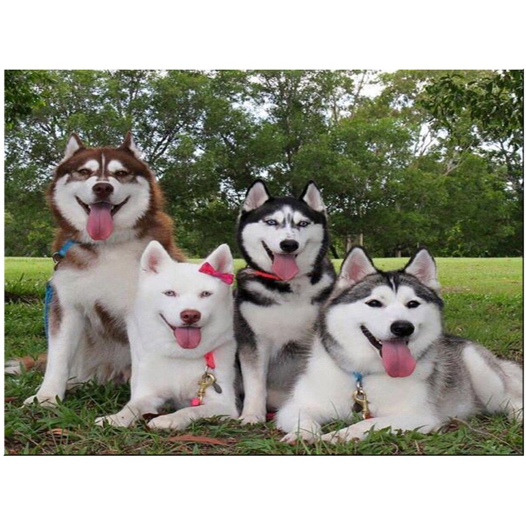 Diamond Embroidery "husky Dog Pet Animal" Full Resin Drill Square/round ...