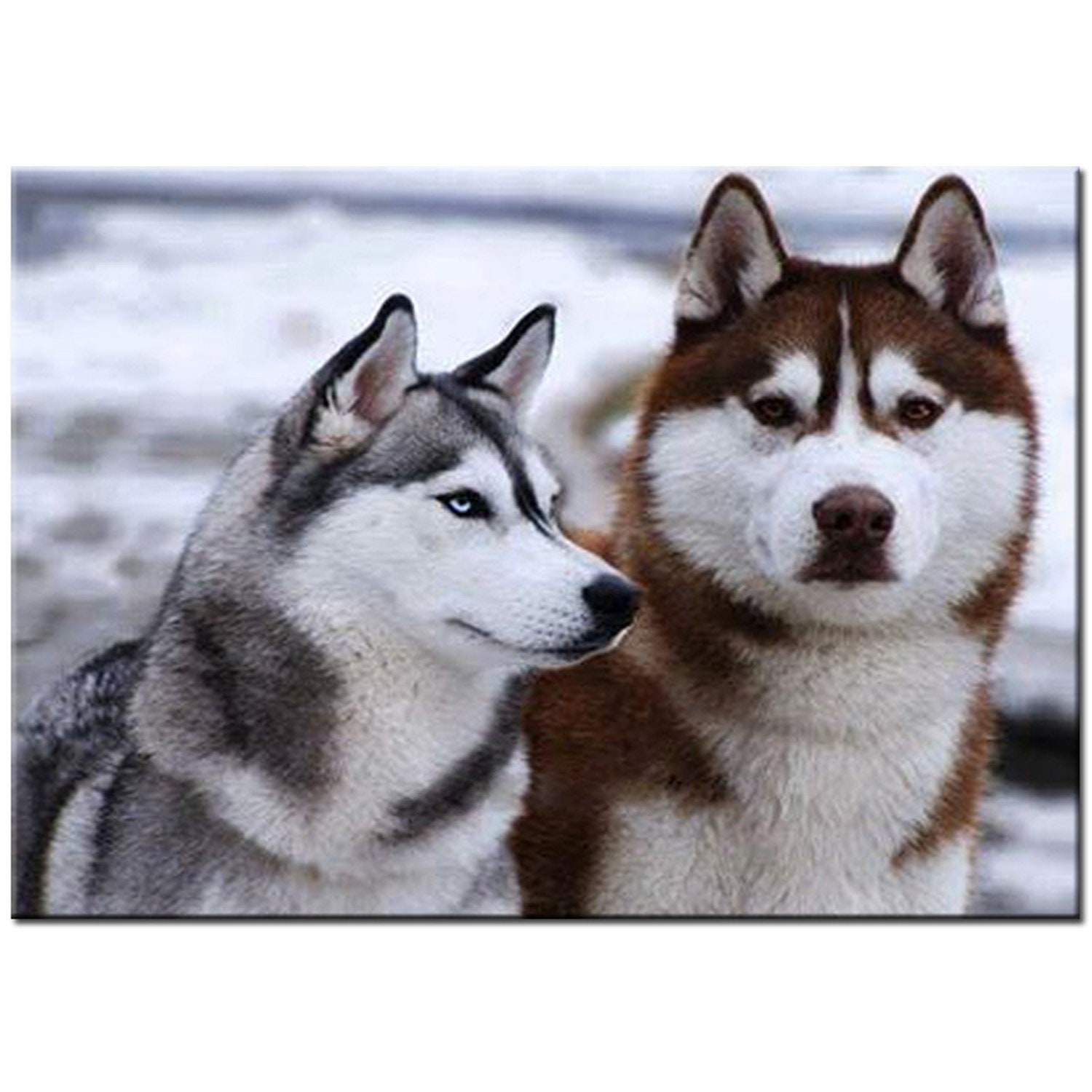 3D Diy Diamond Painting Husky Dog Lovers Full Square/round Home Decor ...