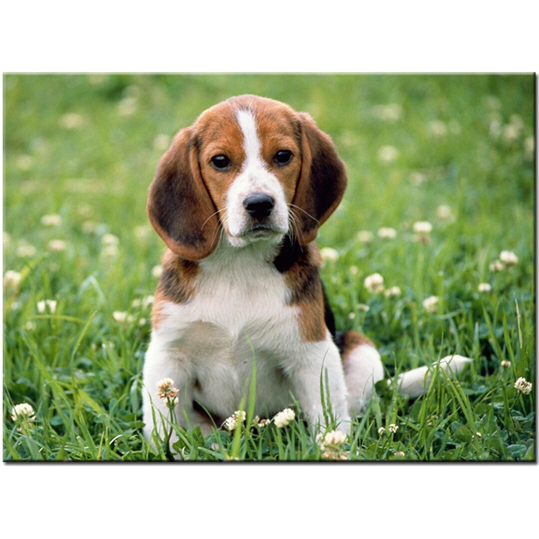 DIY Diamond Painting Cross Stitch Beagle Dog Pet Home Decor Full Square ...