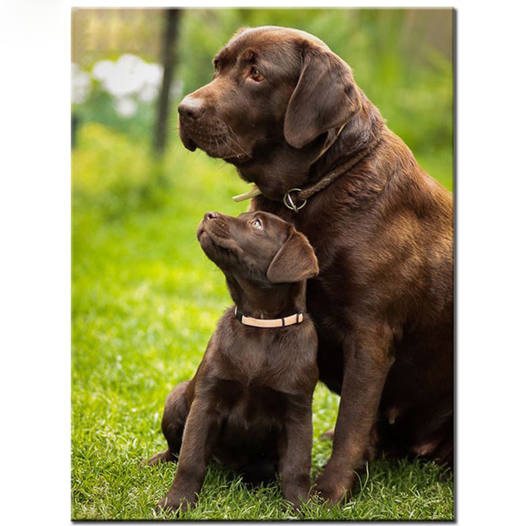 Full Square/round Drill Diamond Embroidery Labrador Dog 5D DIY Diamond ...