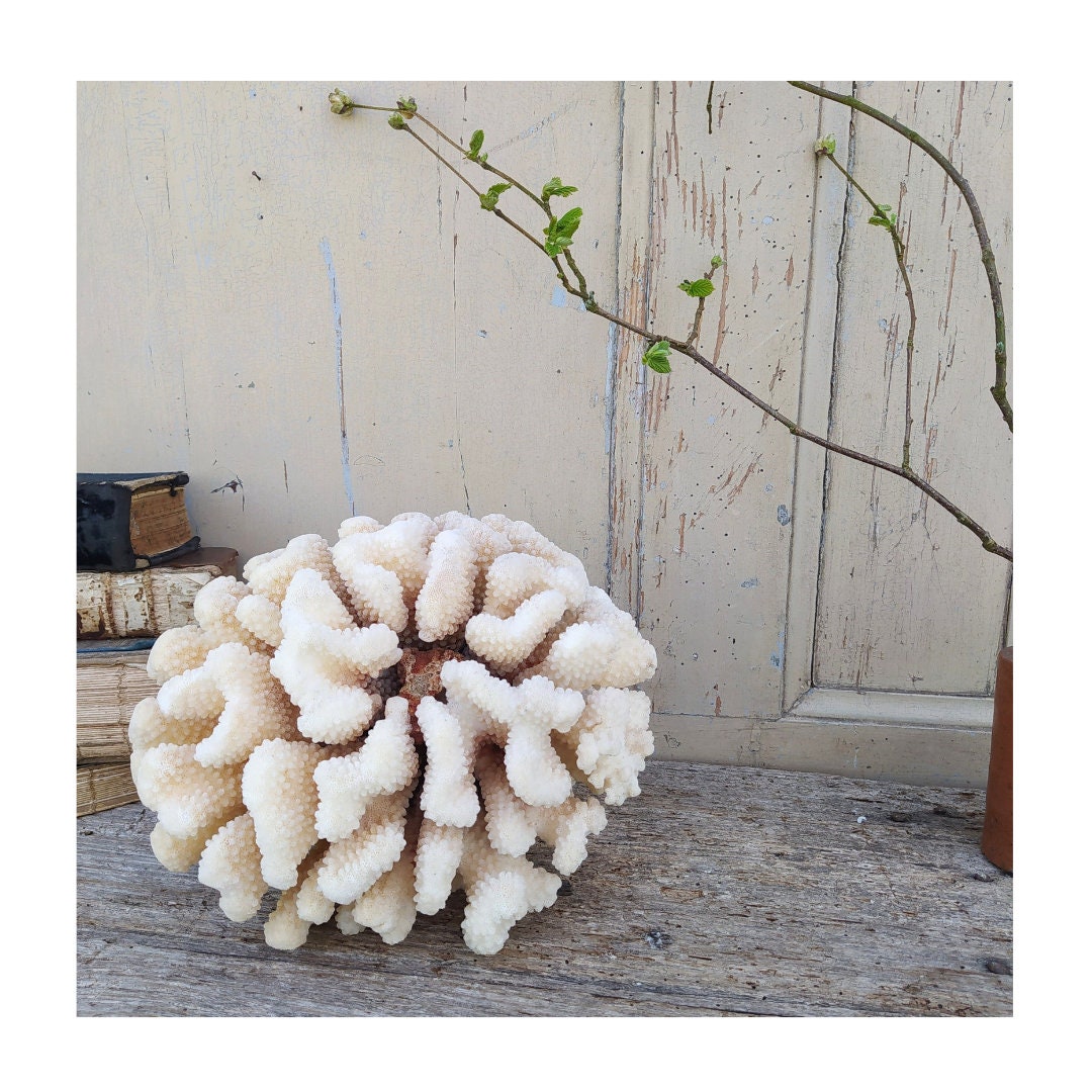 Stunning Large White Coral ~ 2.2kg ~ Natural White Coral Tree ~ Coral ...