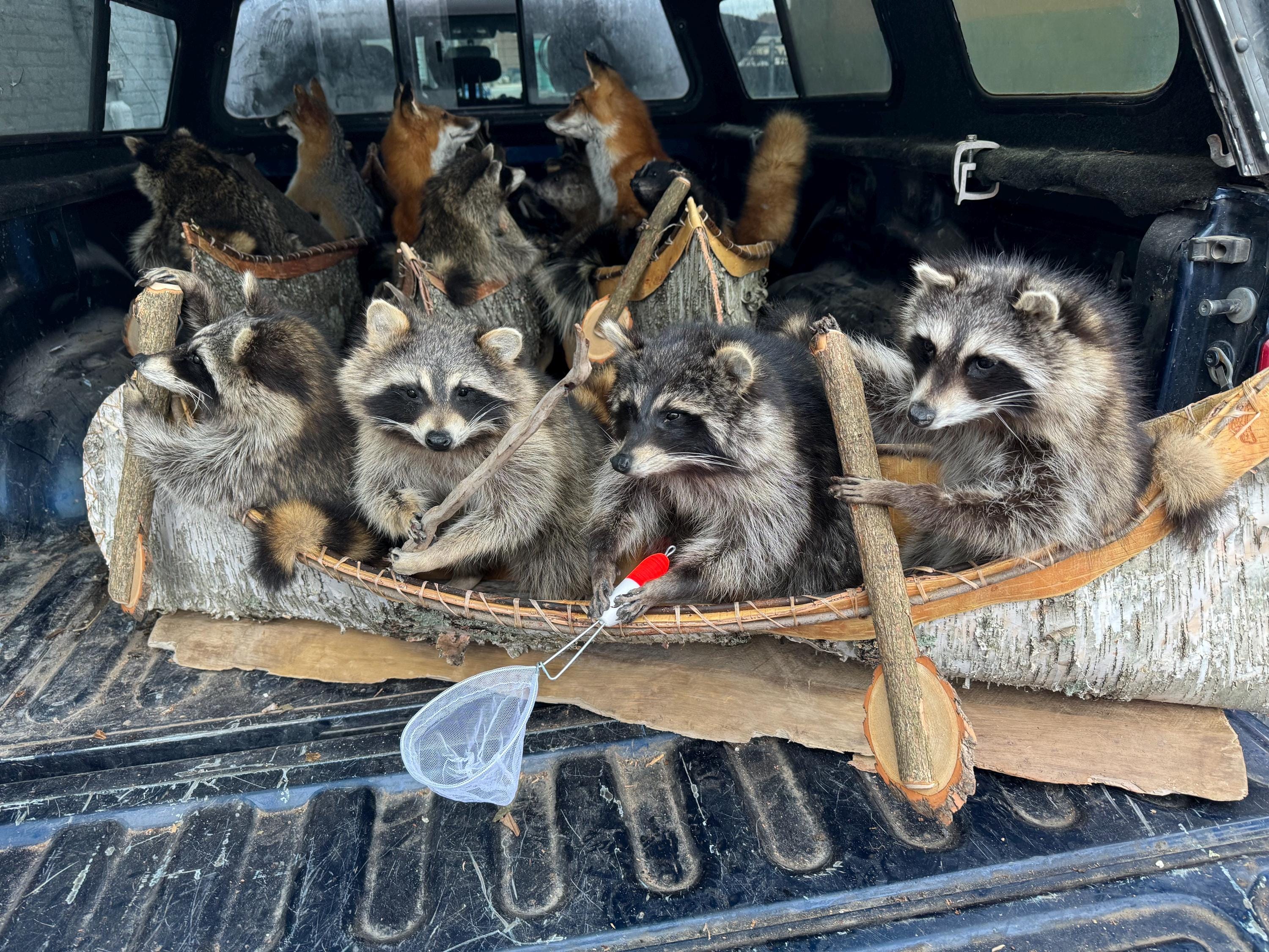 Canoeing Raccoons Fishing - Etsy