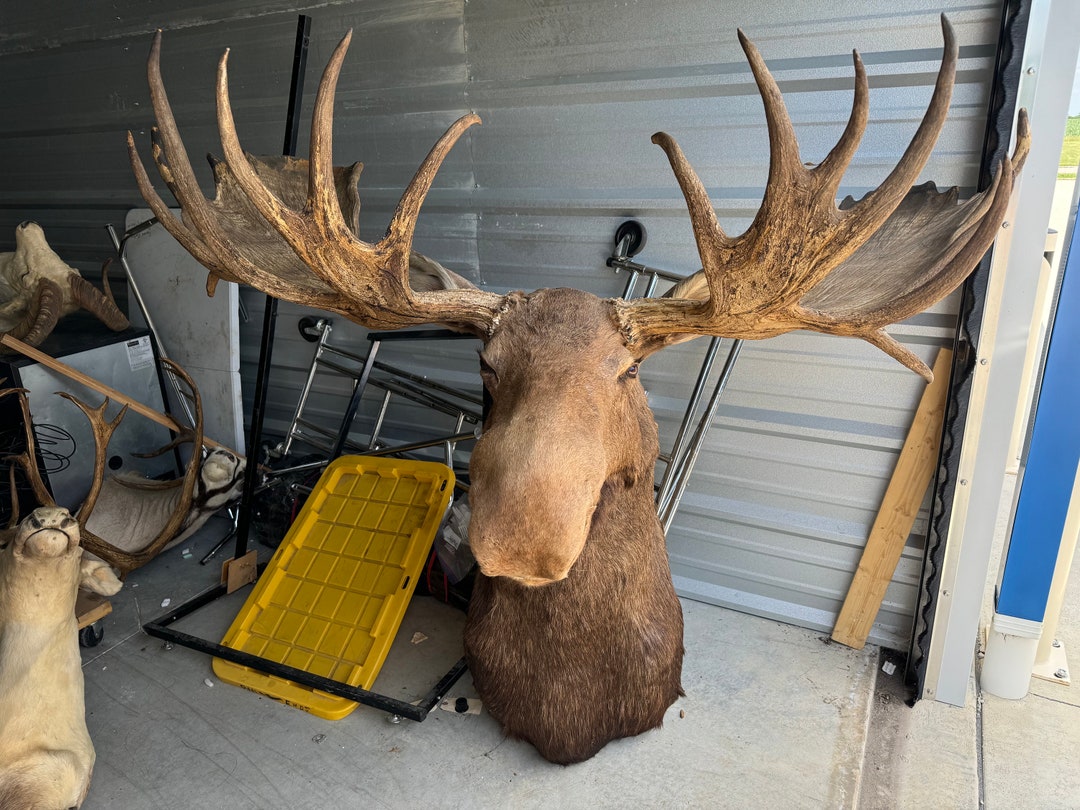 69” Bull Moose Big Big 2 Points off Boone and Crockett - Etsy