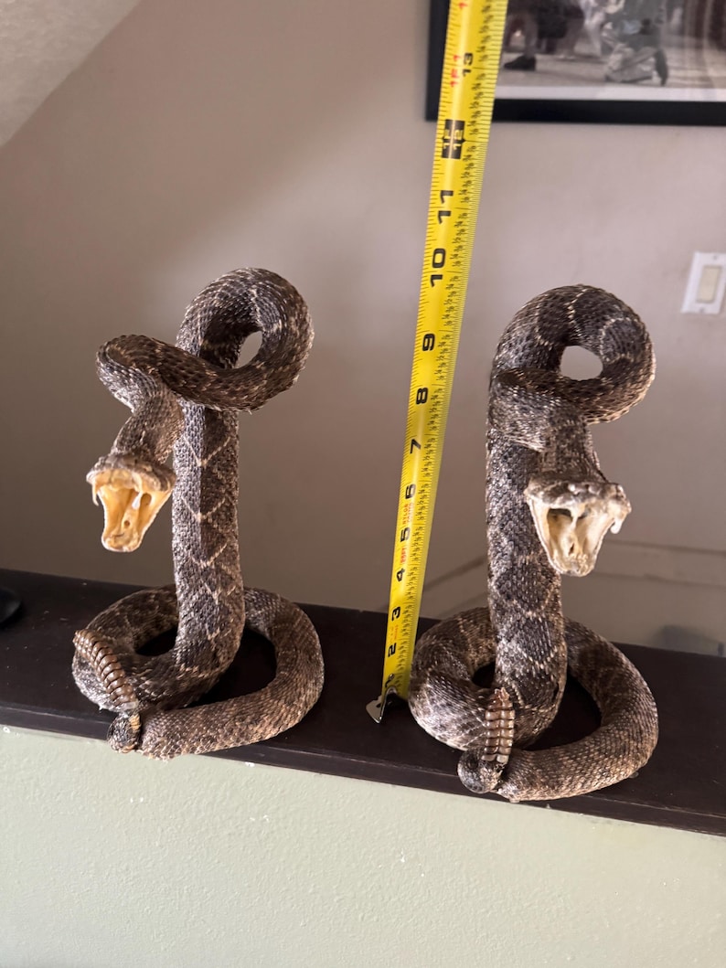 Rattlesnake Mount - Etsy