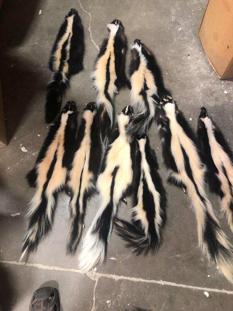 Beautiful Colored Skunks Brand New Ready to Hang on the Wall or Do ...