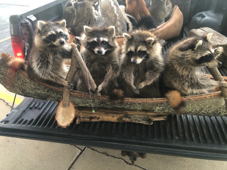 Canoeing Raccoons Fishing - Etsy