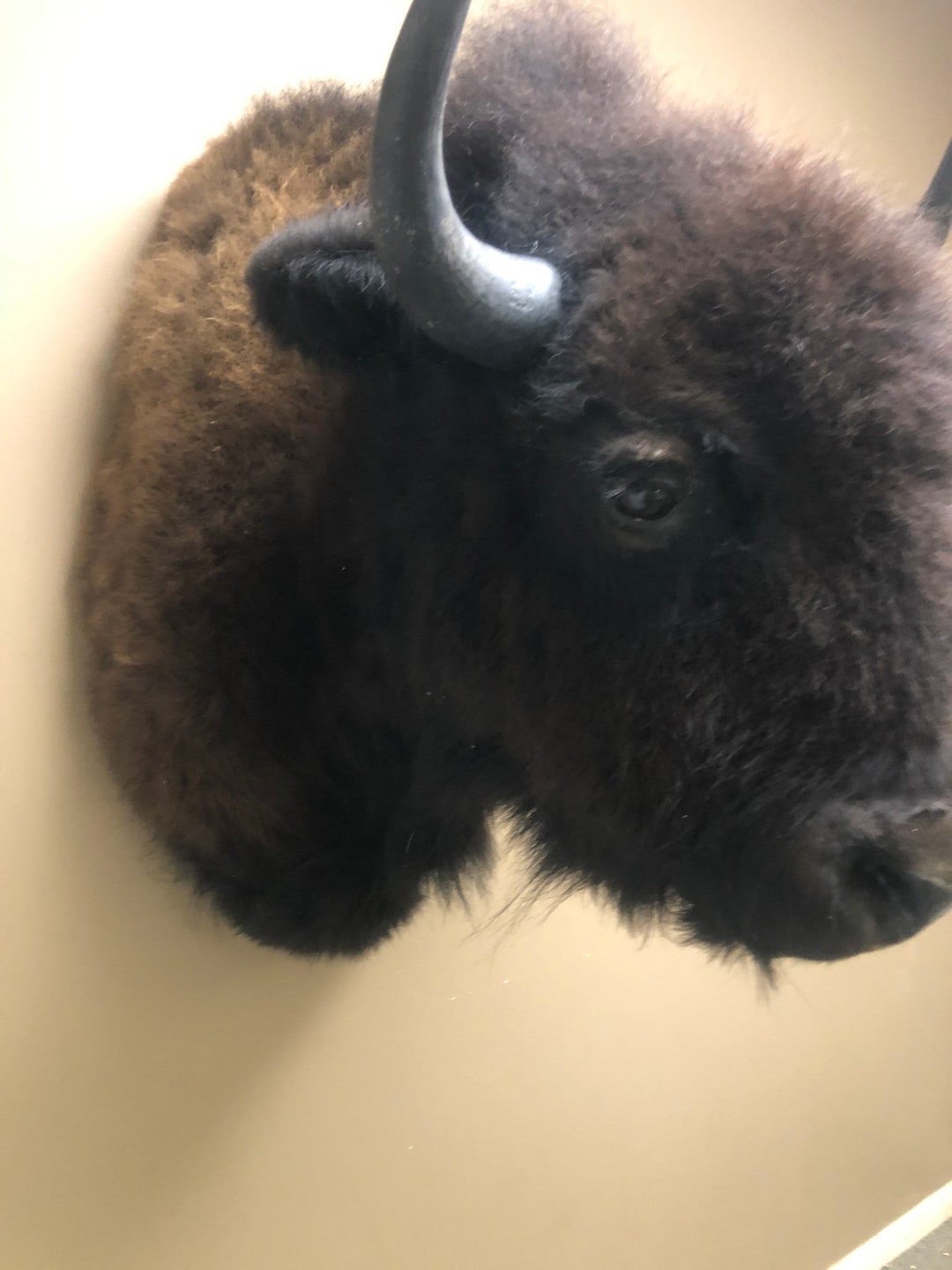 Brand New Buffalo Head Mount Full Shoulder Mount - Etsy