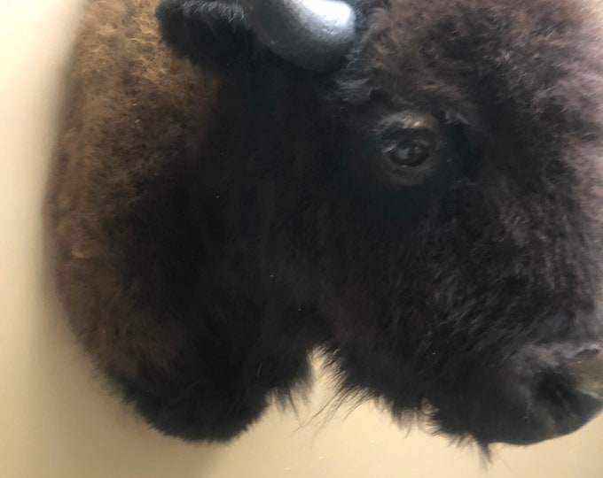 Brand New Buffalo Head Mount Full Shoulder Mount - Etsy