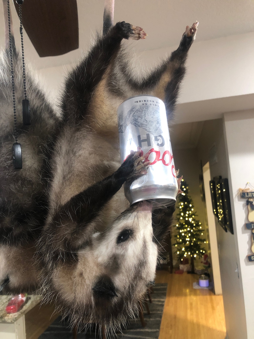 Hanging Possum Drinking - Etsy