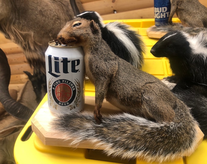 Drunken Squirrel - Etsy