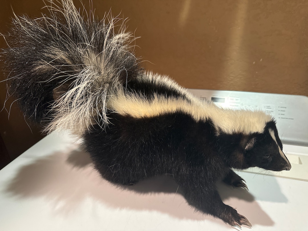 Beautiful Skunk Taxidermy - Etsy