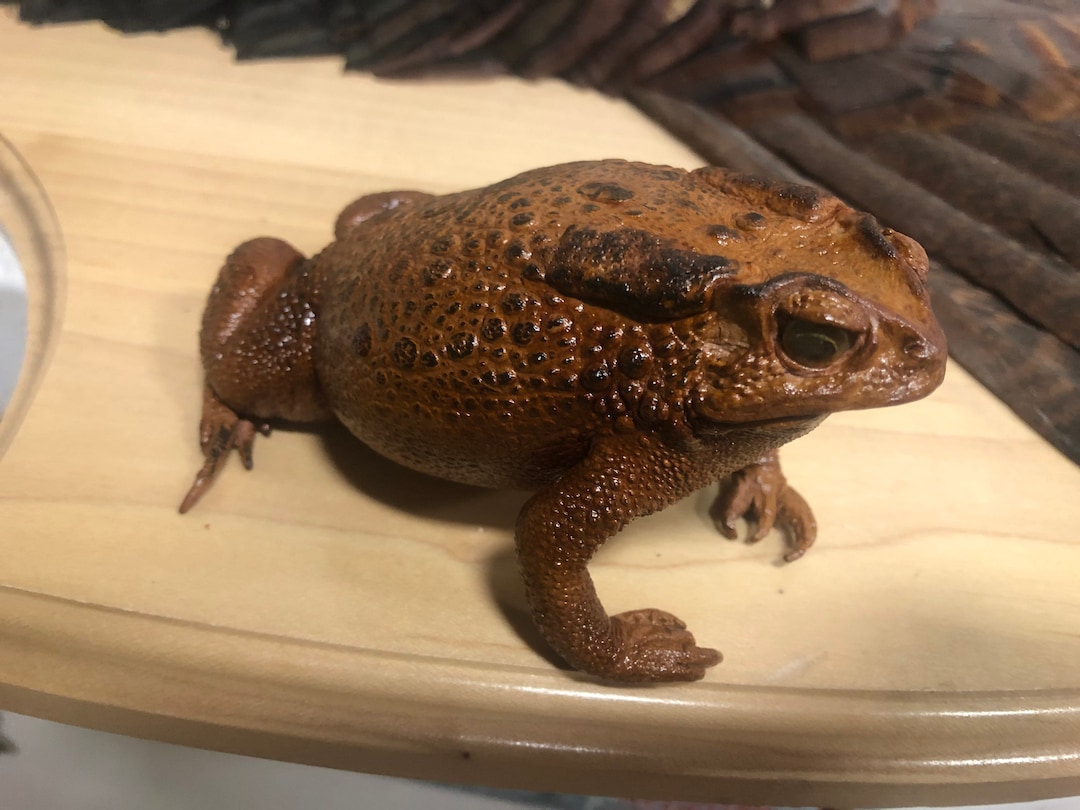 Stuffed Toad Brand New - Etsy