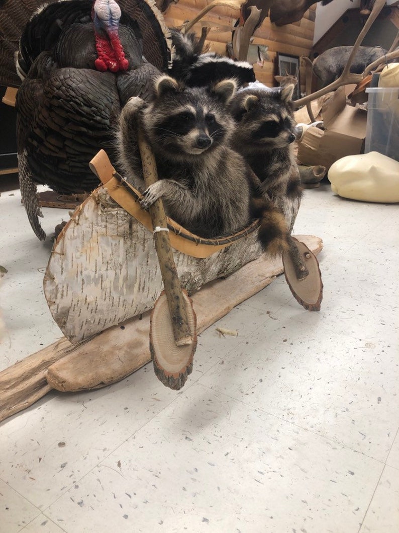 Canoeing Raccoons - Etsy