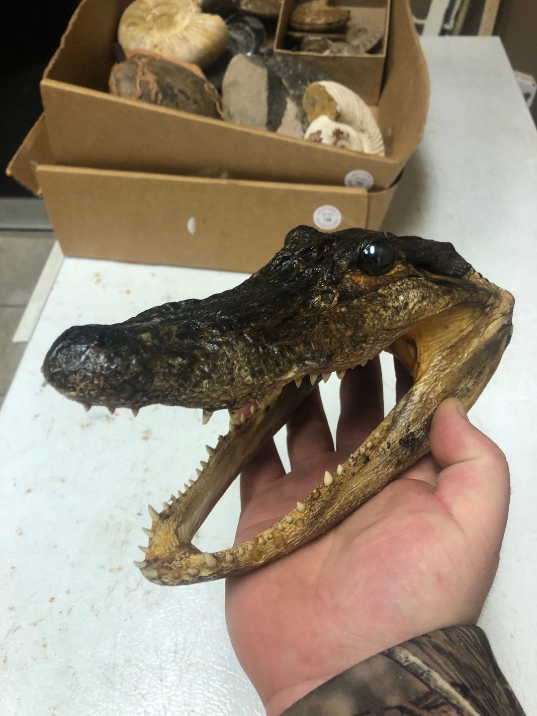 6 to 8” Gator Heads - Etsy