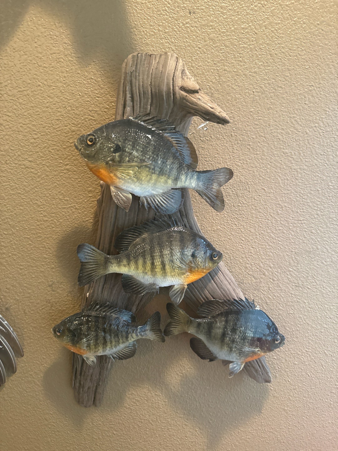 Brand New Bluegill Fish Mounts - Etsy