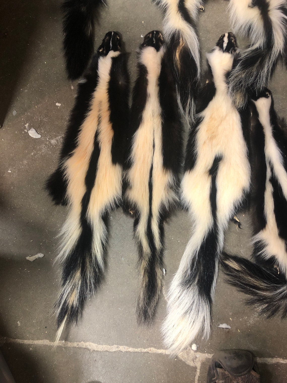Beautiful colored skunks brand new ready to hang on the wall | Etsy