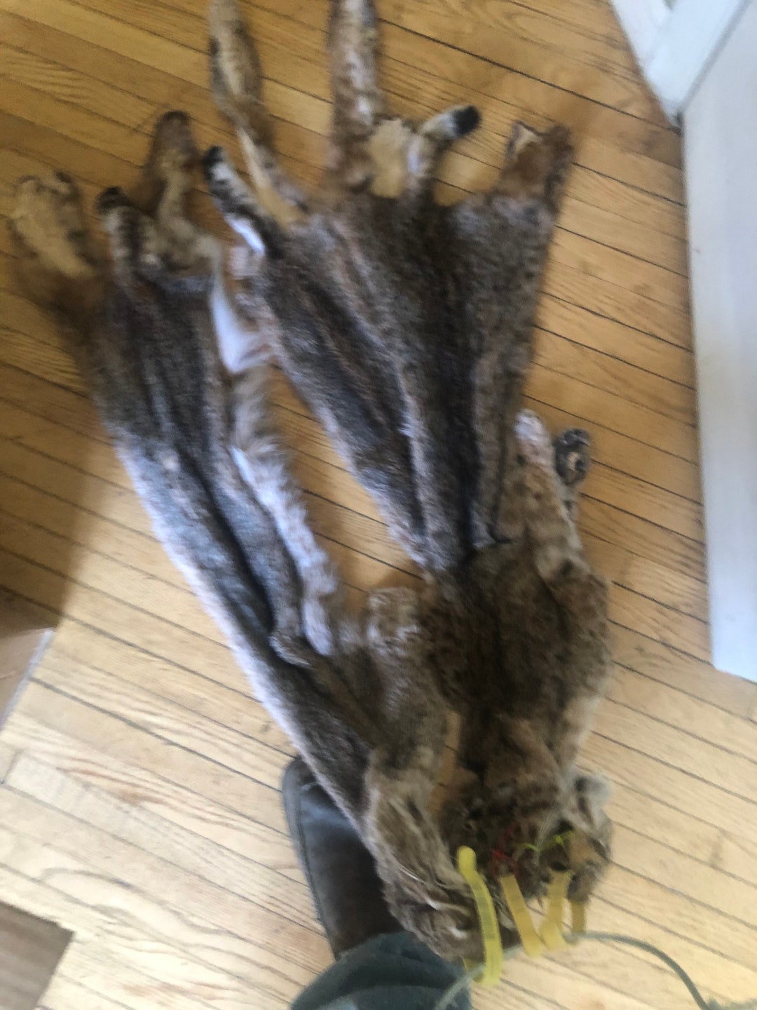 Bobcat With Feet Tanned - Etsy