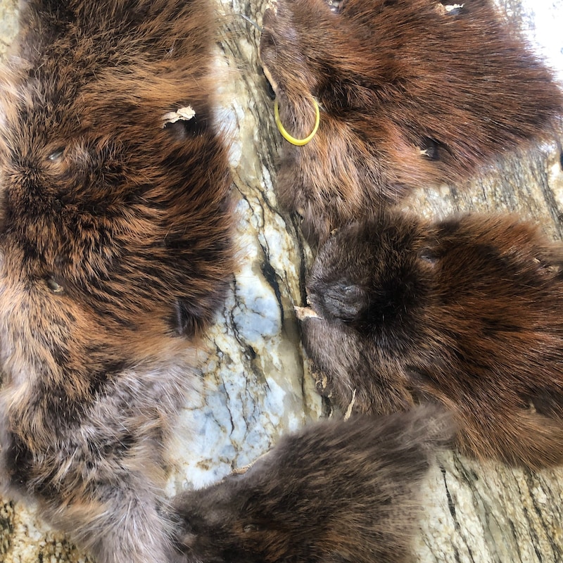 Beaver Pelt - Etsy