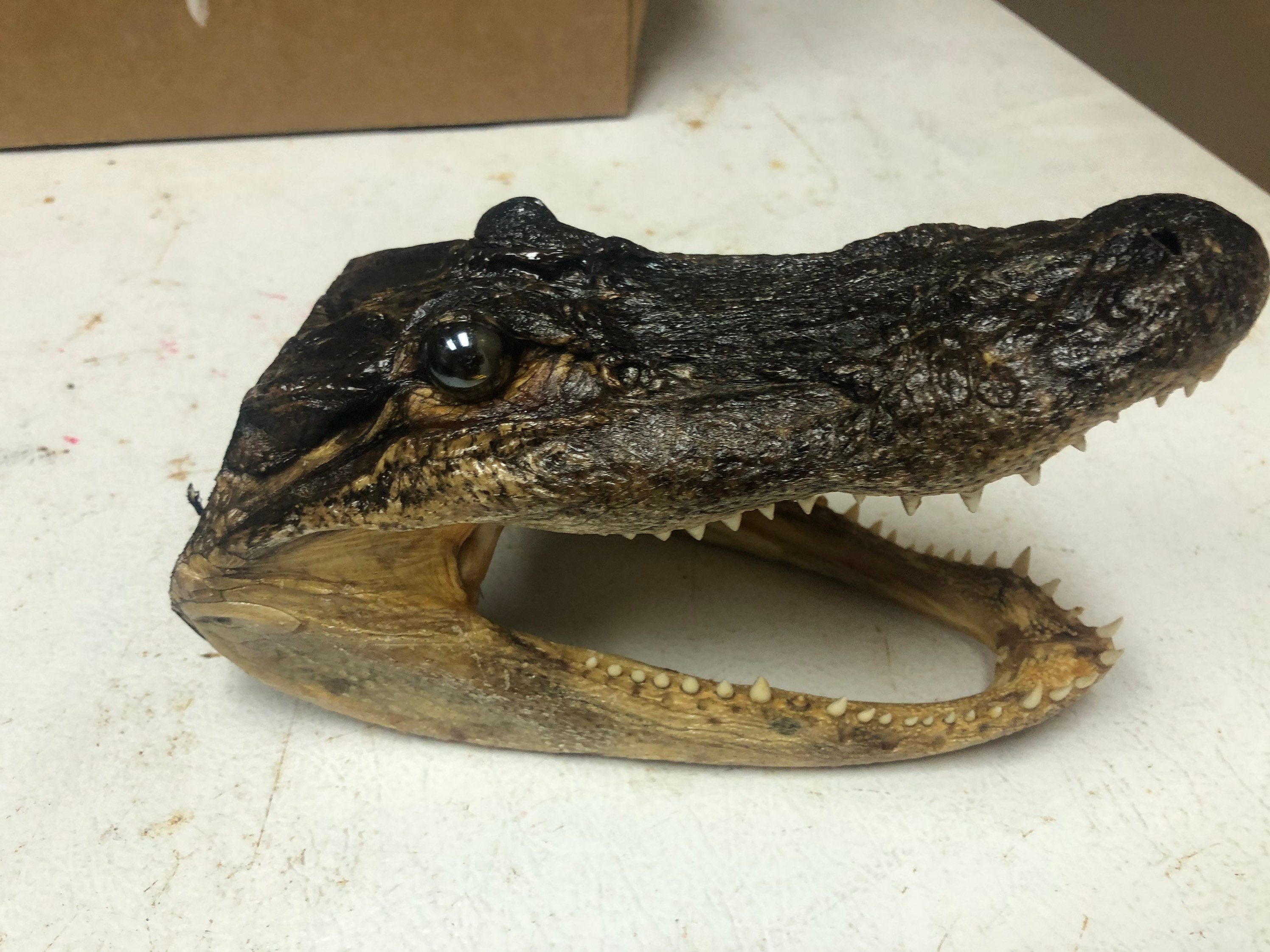 6 to 8 Gator Heads | Etsy