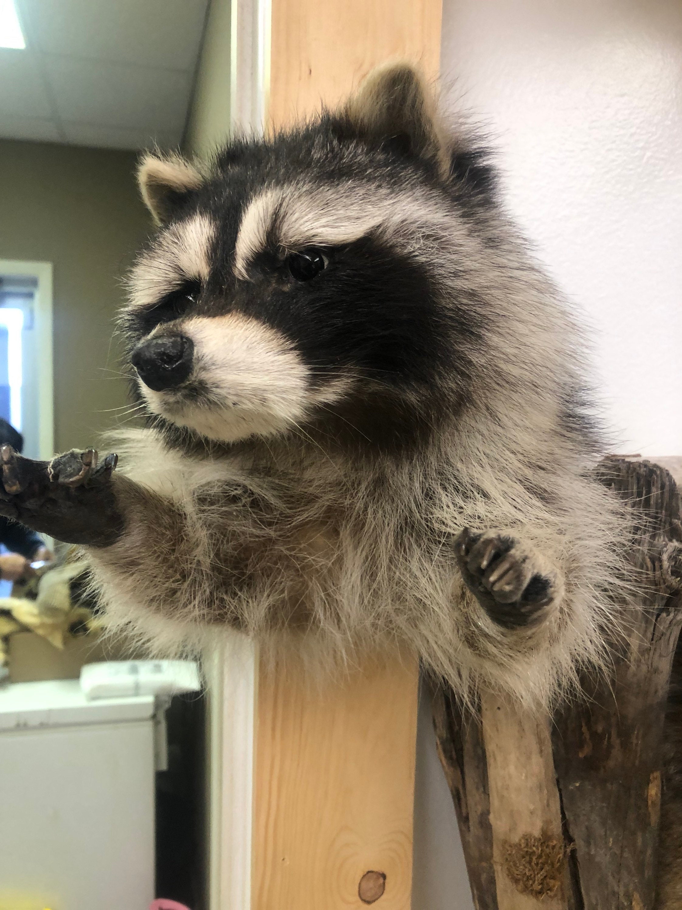 Hanging Raccoon With Front Legs - Etsy