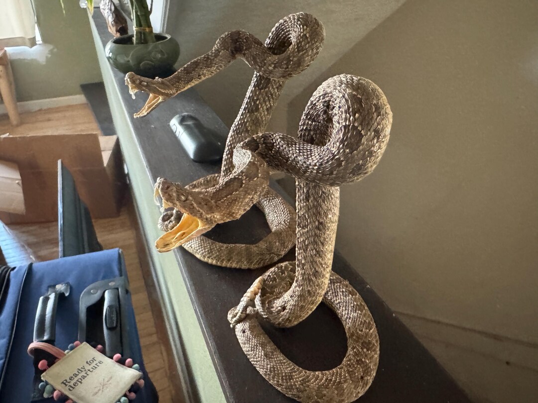 Rattlesnake Mount - Etsy