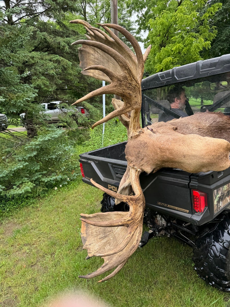 69” Bull Moose Big Big 2 Points off Boone and Crockett - Etsy