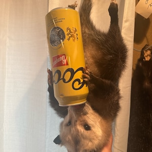 Hanging Possum Drinking - Etsy