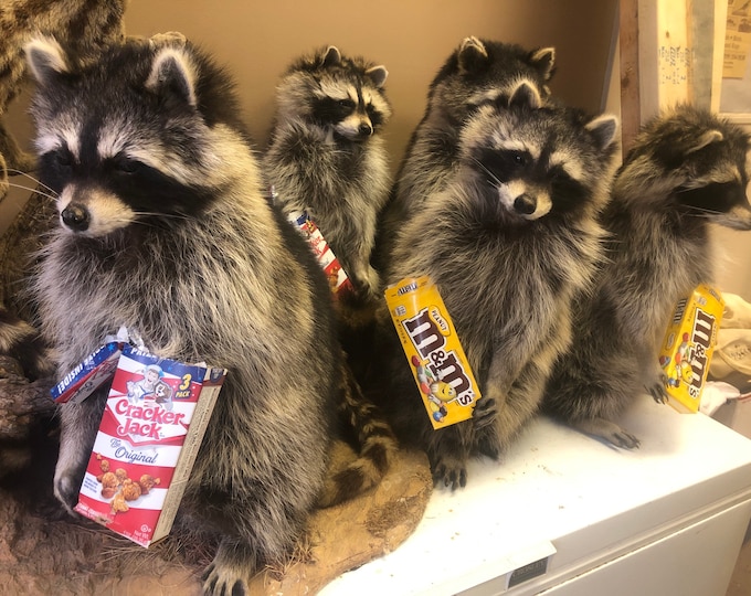 Cracker Jack and M&M Raccoon - Etsy