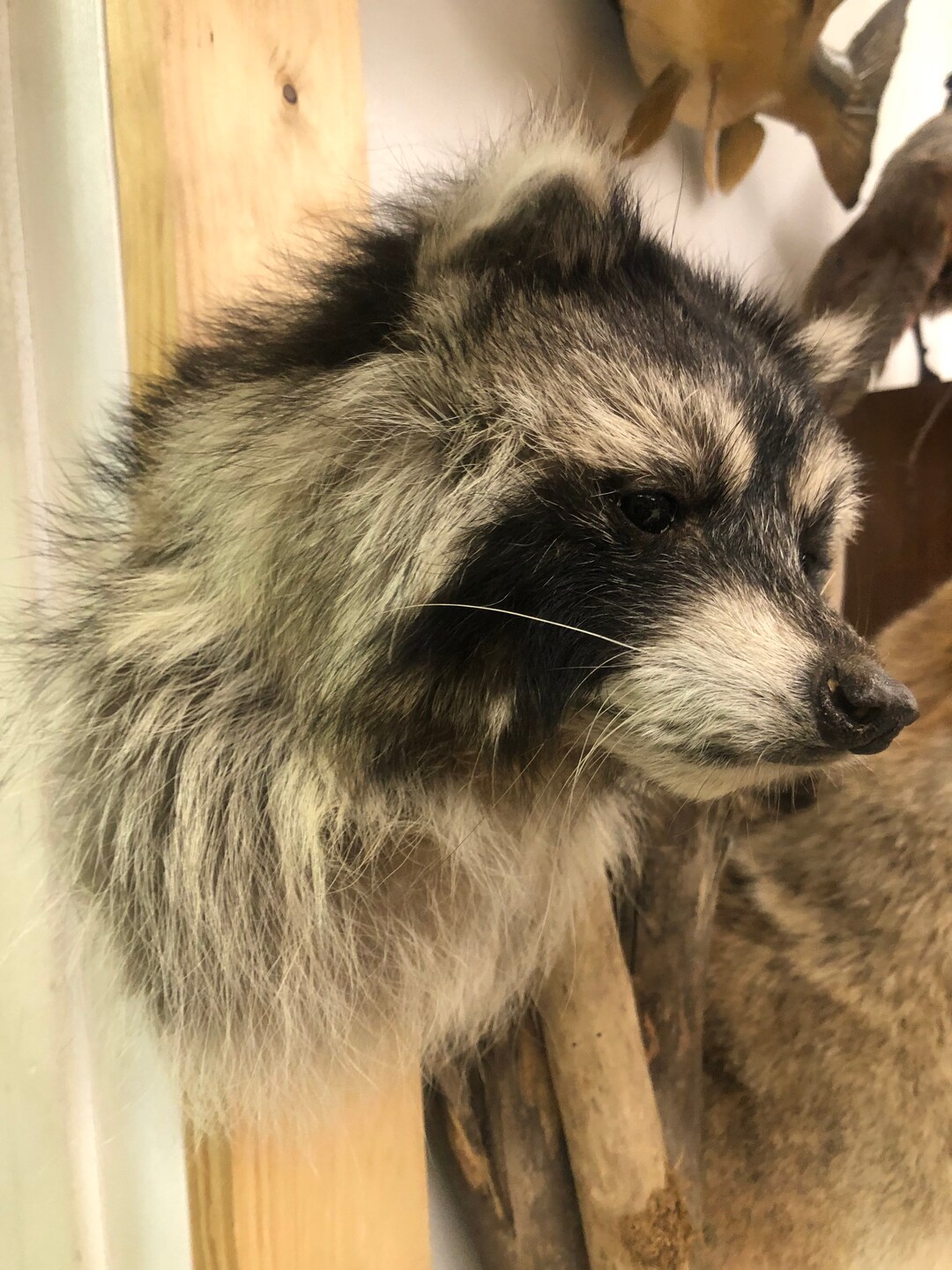 Hanging Raccoon - Etsy