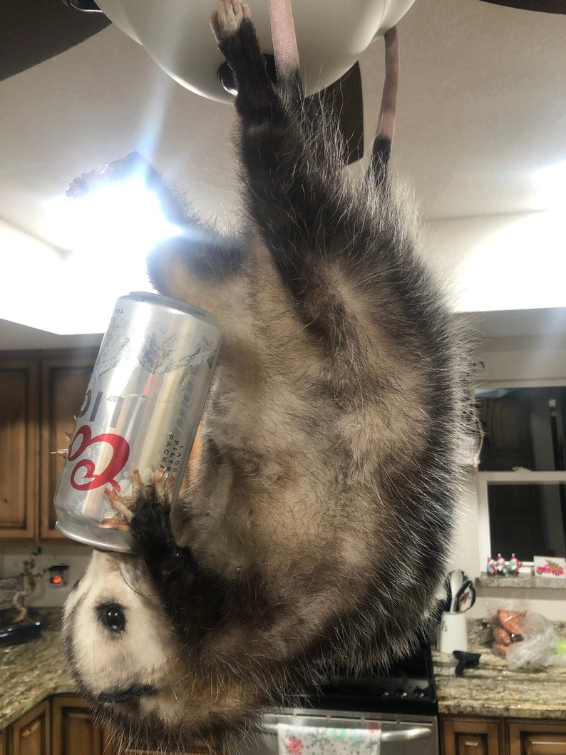 Hanging Possum Drinking - Etsy