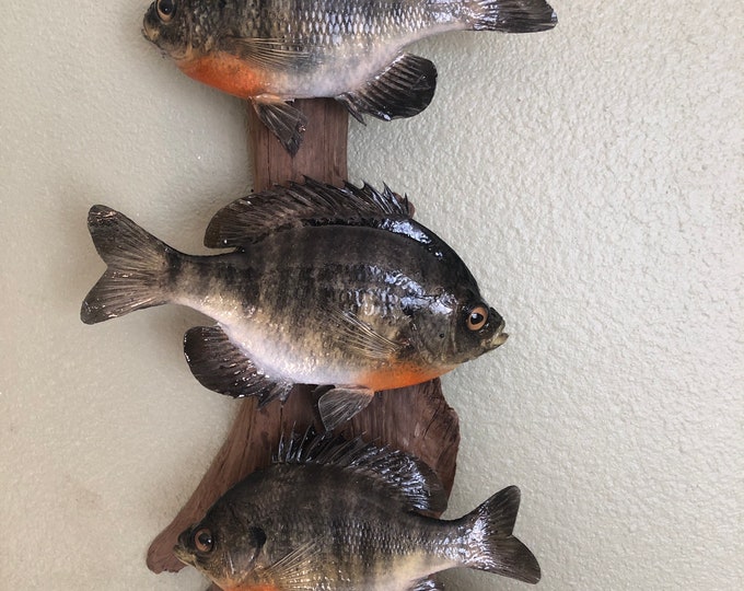 Brand New Bluegill Fish Mounts - Etsy