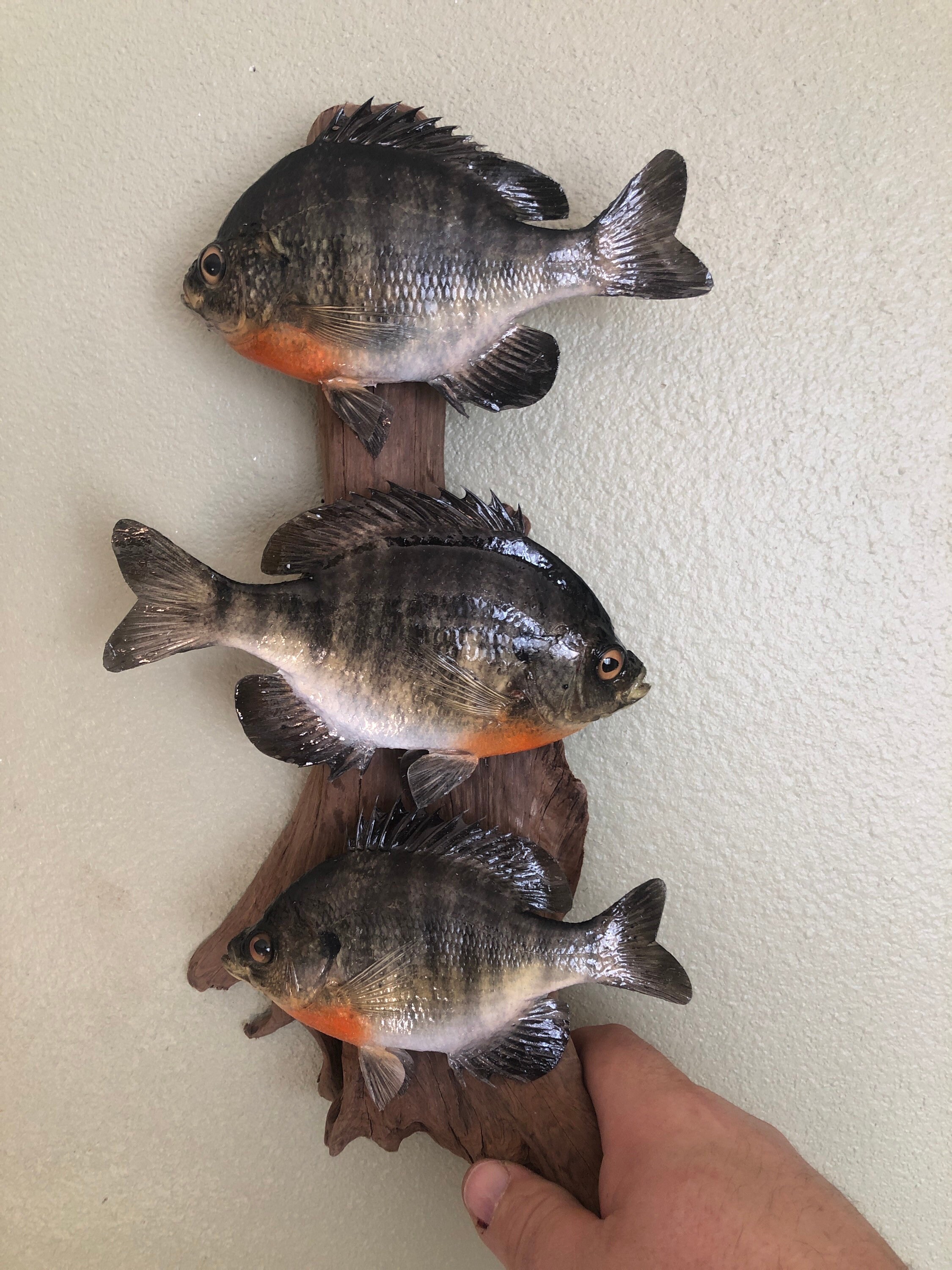 Brand New Bluegill Fish Mounts - Etsy
