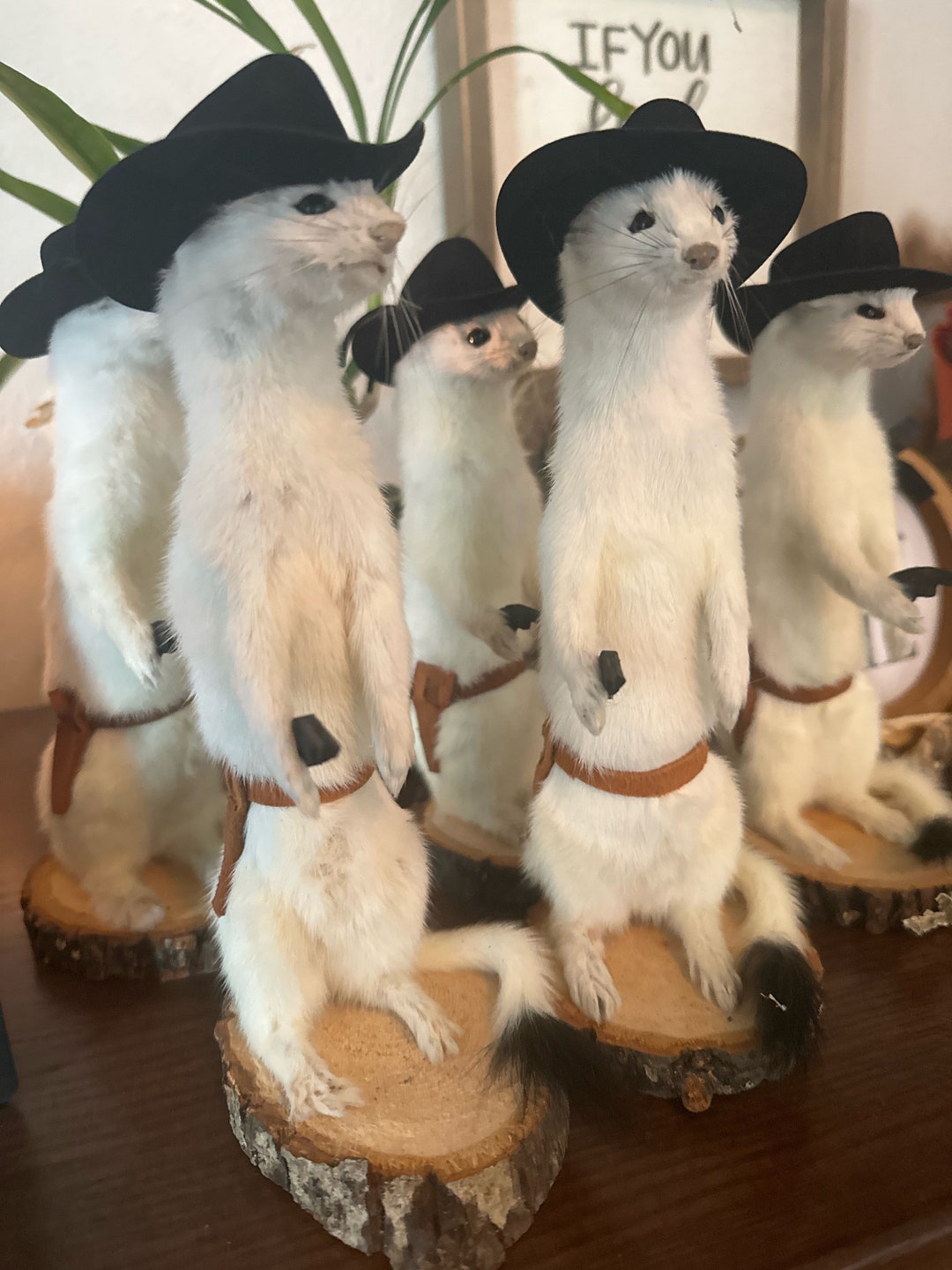 Brand New Weasel Mount - Etsy