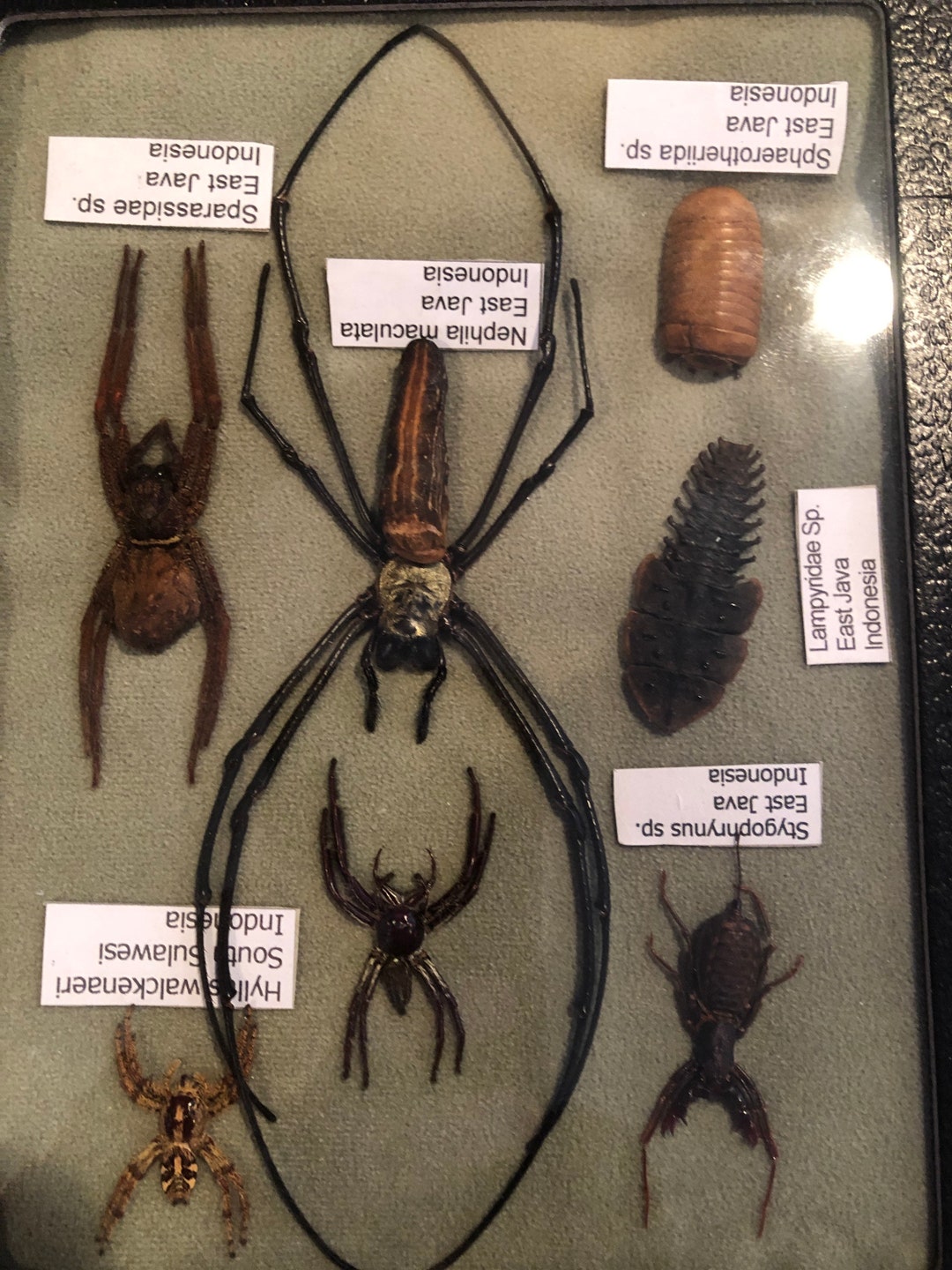 Very Cool Insect Collection - Etsy