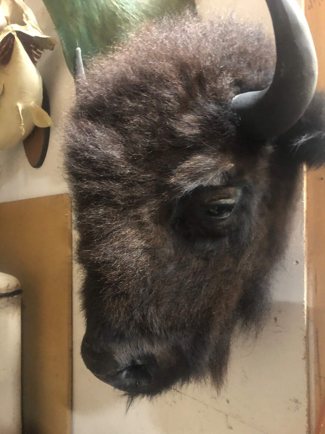 Brand New Buffalo Head Mount Not a Full Shoulder Mount - Etsy
