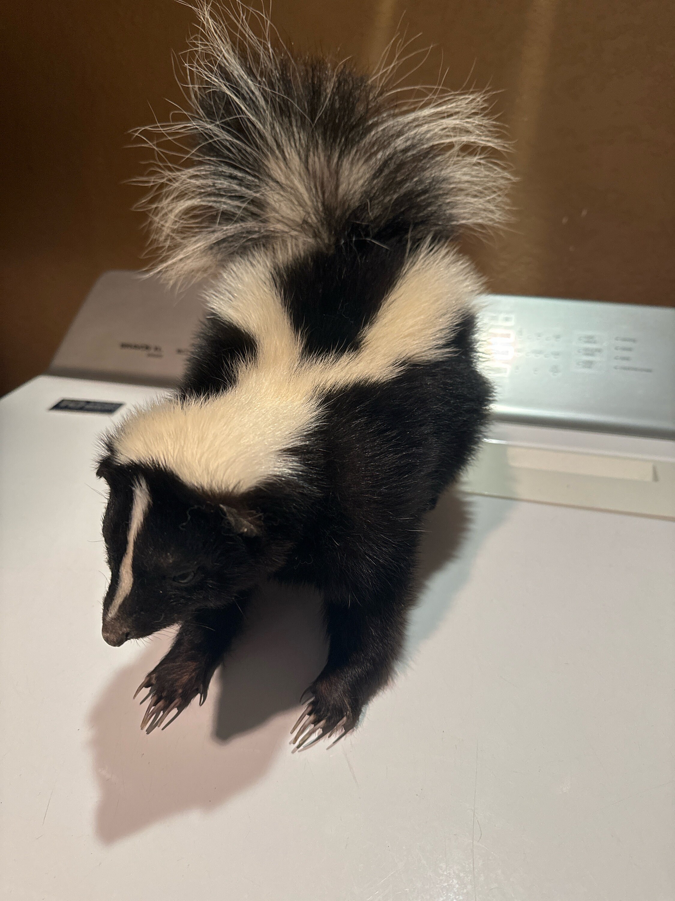 Beautiful Skunk Taxidermy - Etsy