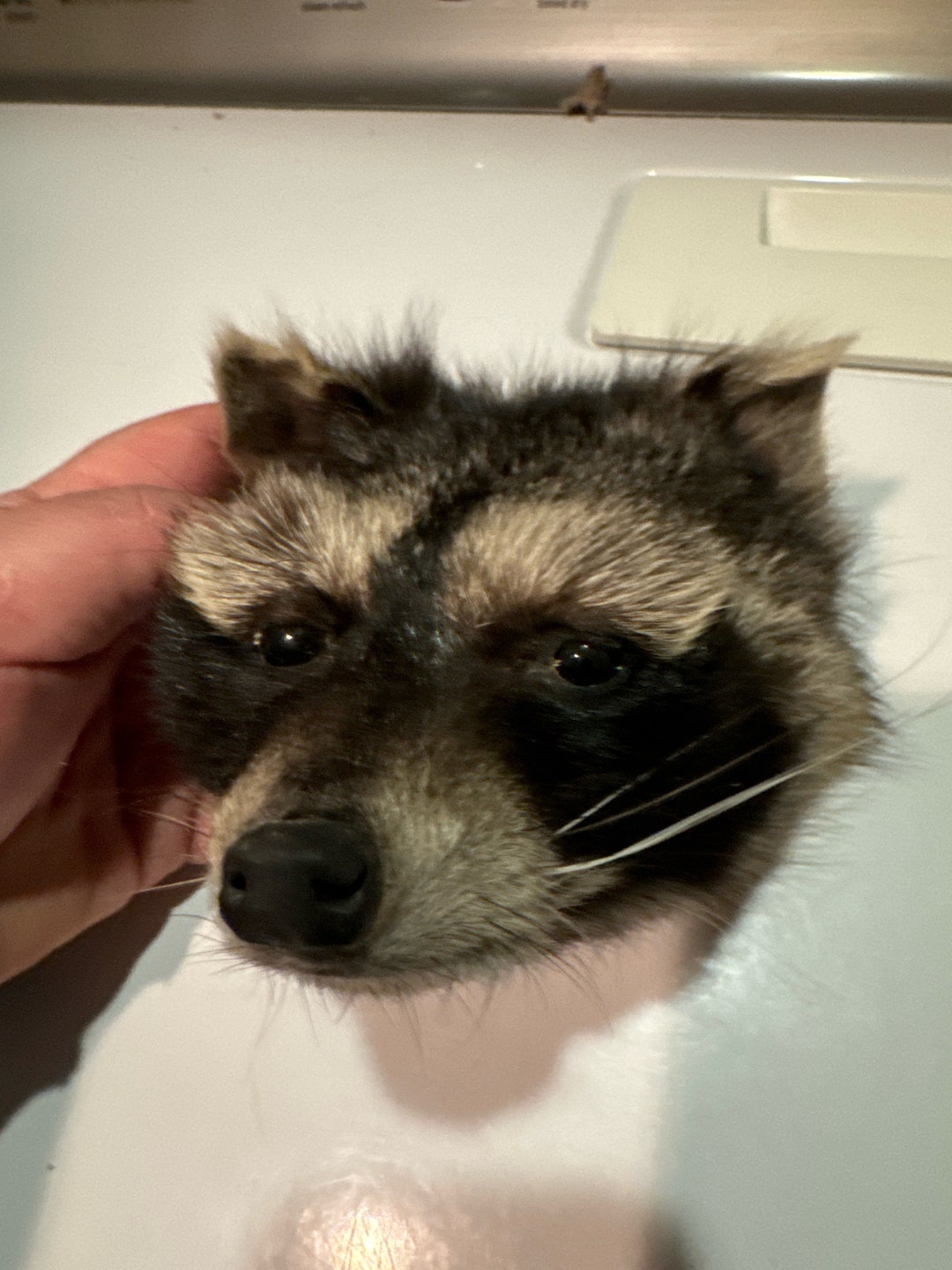 Beautiful Raccoon Head Mount - Etsy